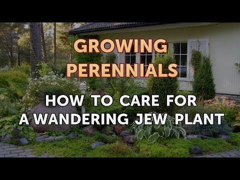 How to Care for a Wandering Jew Plant