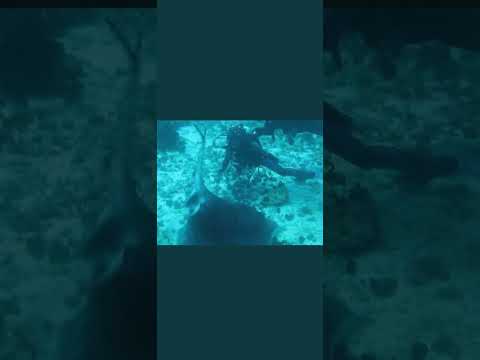 Steve Irwin’s Last Dive! (Actual Footage) *WARNING +18 Only