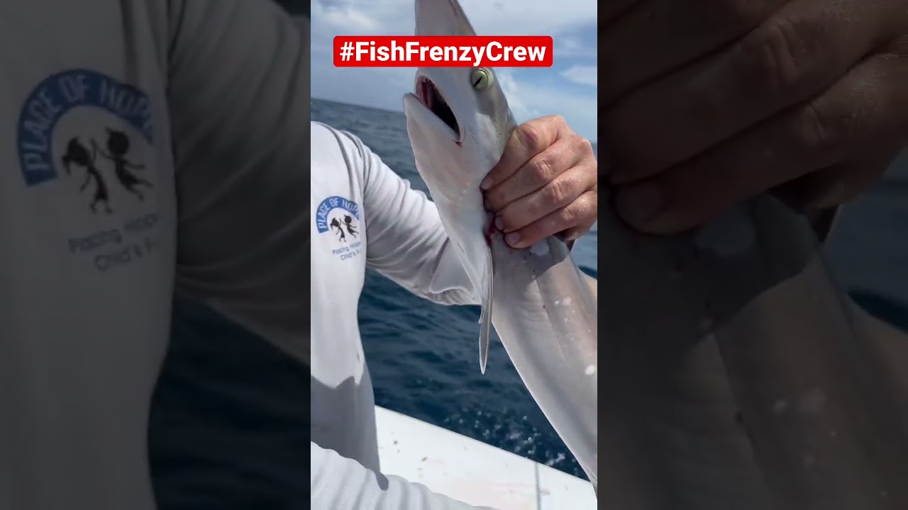 This, is an “Atlantic Sharpnose shark”… 🦈 #fishfrenzycrew #florida #shark #fishing #fishfacts #fyp