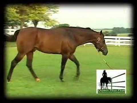 Great Western Pleasure Sire Radical Revolution