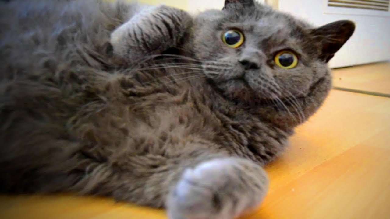 Cute Fat Cats 😻😹 Funny Fat Cats (Full) [Epic Life]