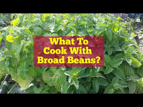Broad Beans: What To Eat It With?