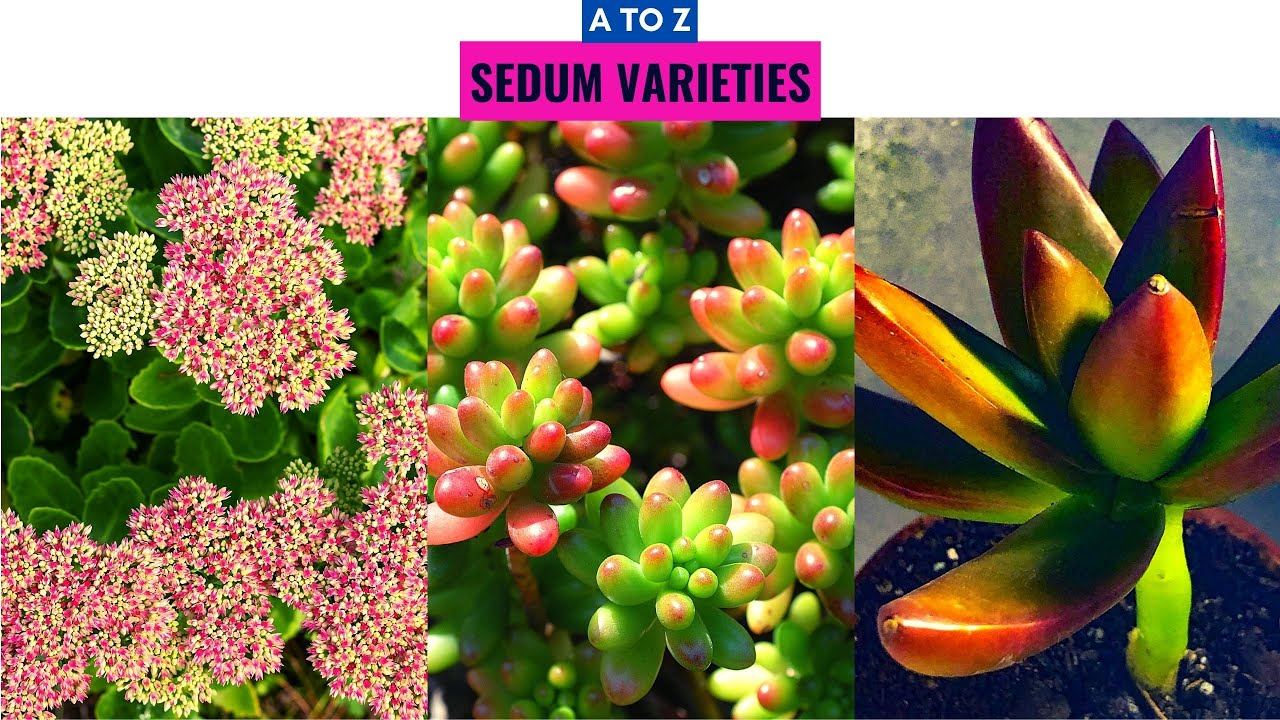 Sedum Varieties A to Z