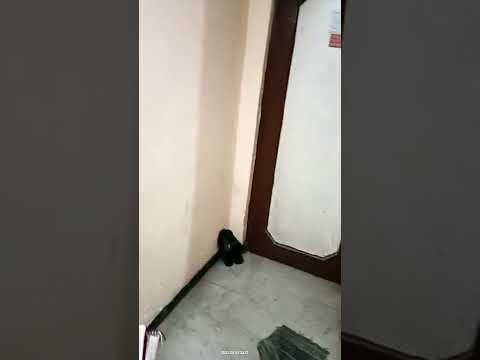 RS730 Regal hotel Room, Kenneth lane next to masjid/opp. Pandian hotel Egmore
