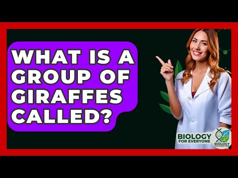 What Is A Group Of Giraffes Called? - Biology For Everyone