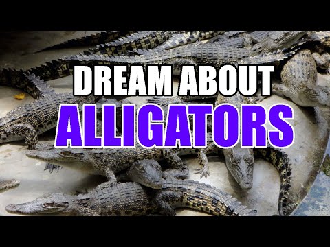What Does It Mean When You Dream About Alligators? - Sign Meaning