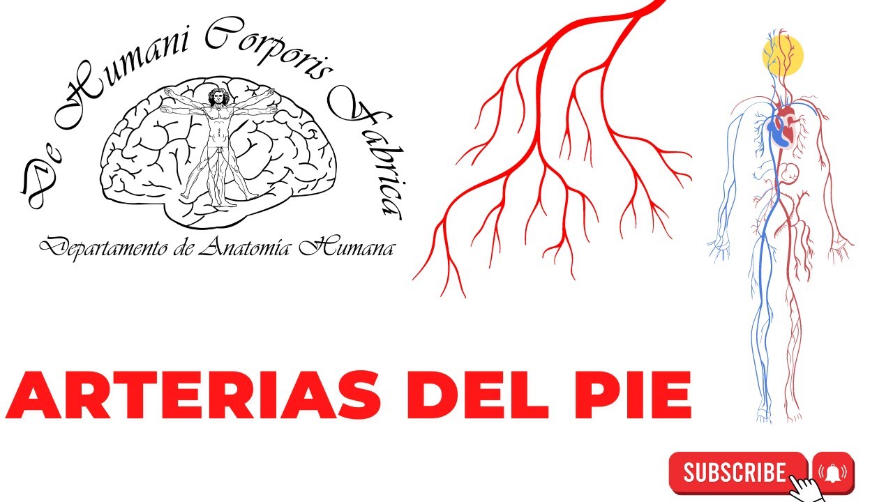 Arterias del Pie || Esquema 3D || Resumen completo || Video Clase