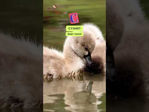 ABC Baby Sea Animals Song | Letter ABC | Learn #alphabet #english and #animals for Kids