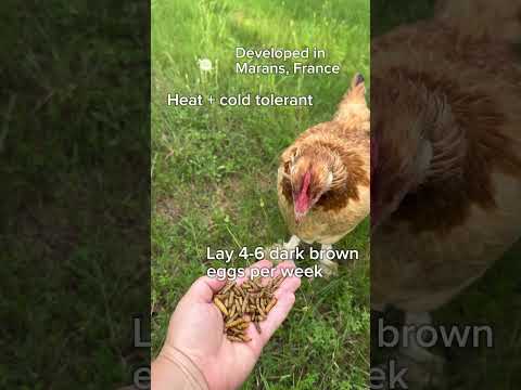 Are Wheaten Marans right for you? ⬇️