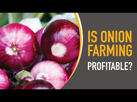 Is Onion Farming Profitable?