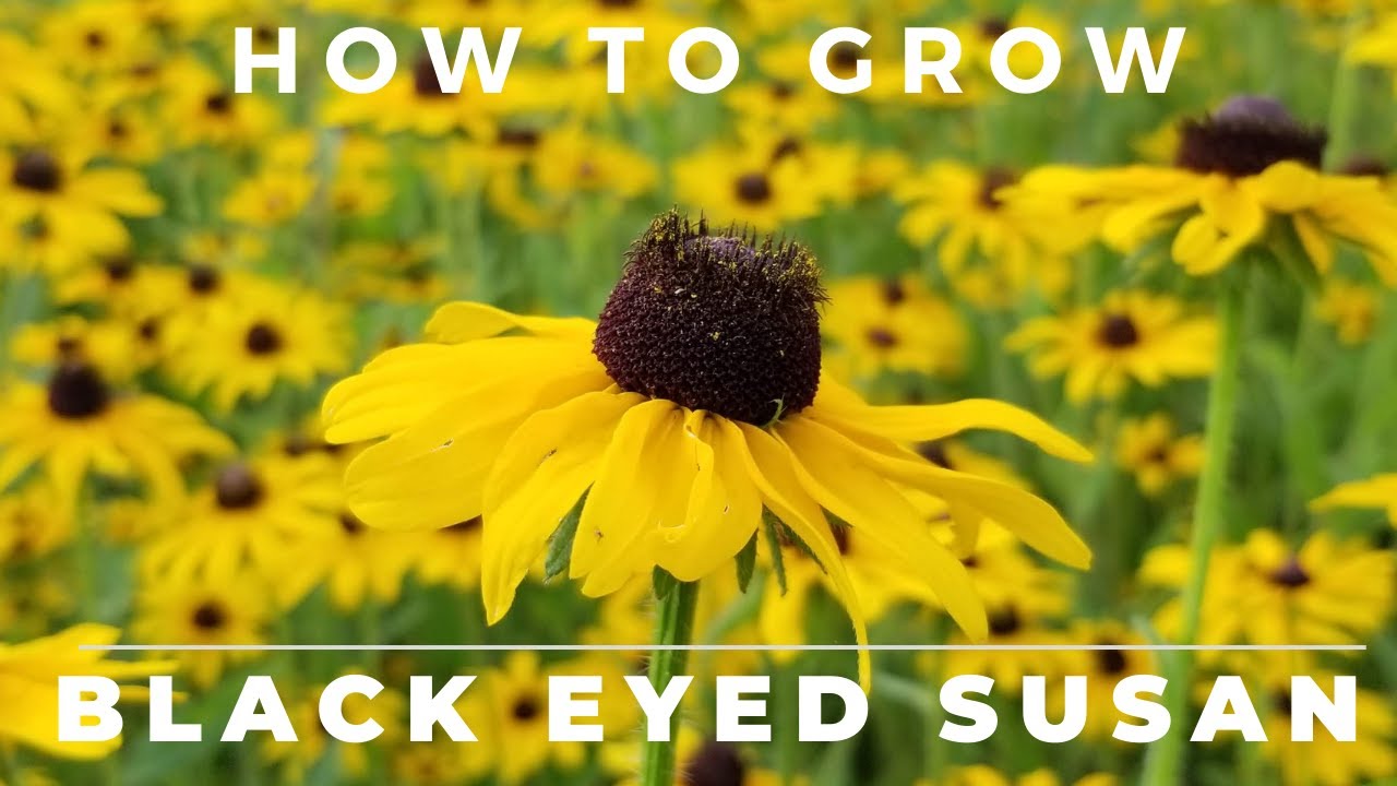 Black Eyed Susan, Rudbeckia Hirta - Comprehensive Grow and Care Guide