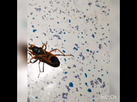 Asauhus Bigautus, Assasin Bug (Asia) 2021