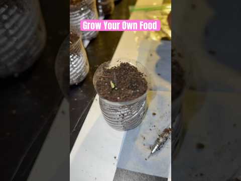 How I started growing my own food
