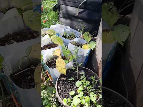 Pawpaws