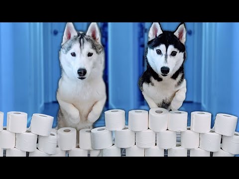 My Dog Reacts to the Toilet Paper Challenge | Huskies Vs Toilet Paper Rolls