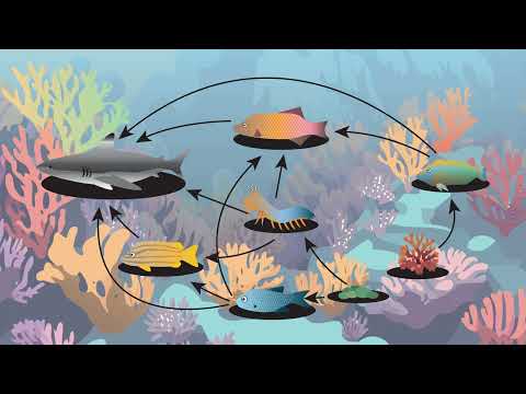 Coral Reef Mysteries: How DNA Barcodes Help Protect Marine Life ...