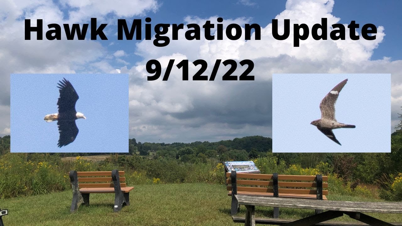 Hawk Migration Update, September 12th, 2022