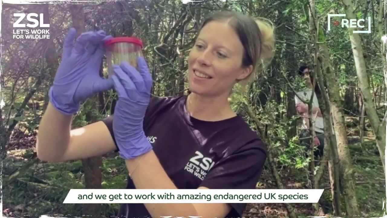 Back from the Brink: reintroducing hazel dormice to UK woodlands