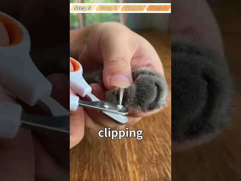 😱Your Cat’ll Love Nail Clipping❤️10min Training Guide