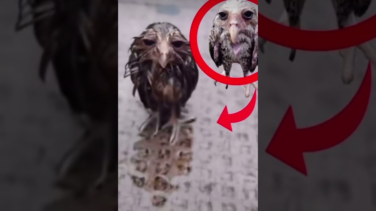Wet Owl After Rain