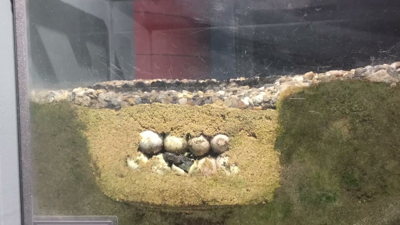 Turtle Hatch 2021
