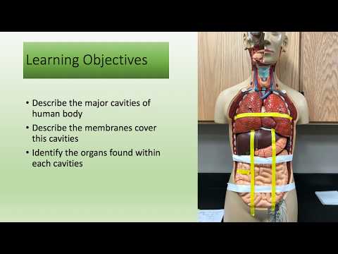 Body Cavities and Serous Membranes