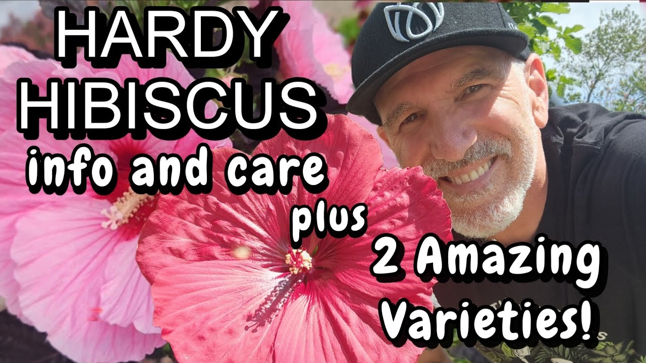 All About Hardy Hibiscus | Facts, Care, and 2 Awesome Varieties 