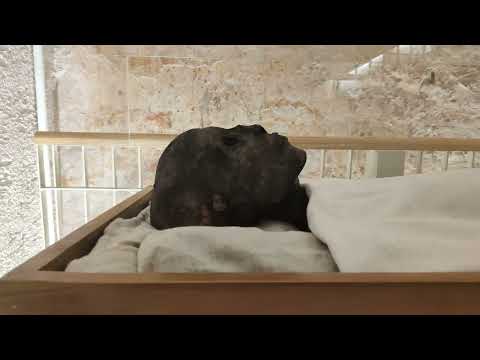 Tomb of Tutankhamun - Dec.2023 (4K)