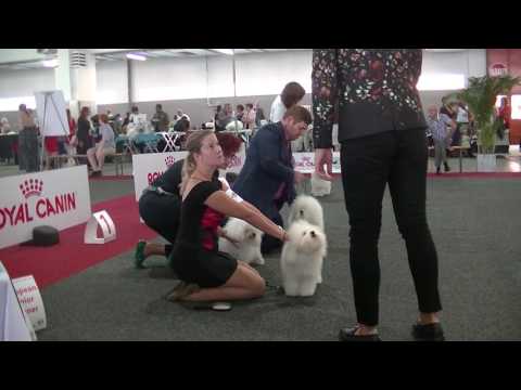 European Dog Show 2016 Bolognese 2