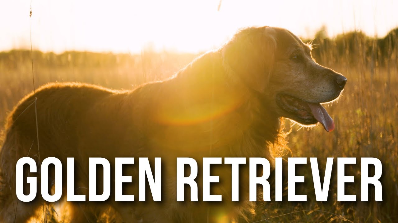 BEAUTIFUL Golden Retriever Montage At Sunset | Gladiator Soundtrack | Canon R6