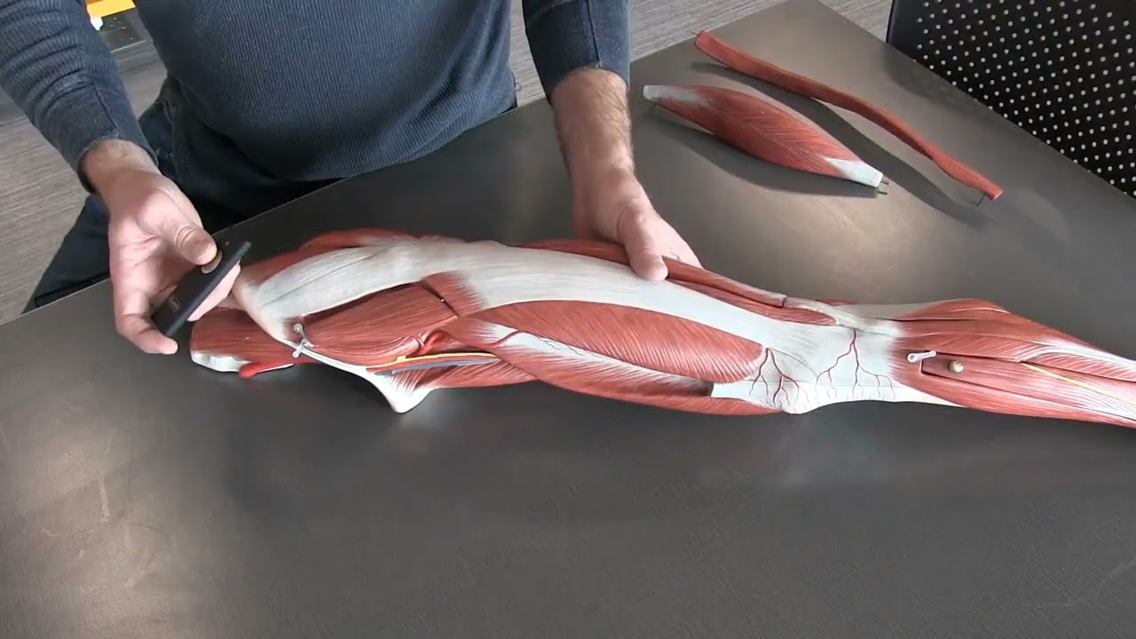 Somso Models- Muscles of the Lower Limb