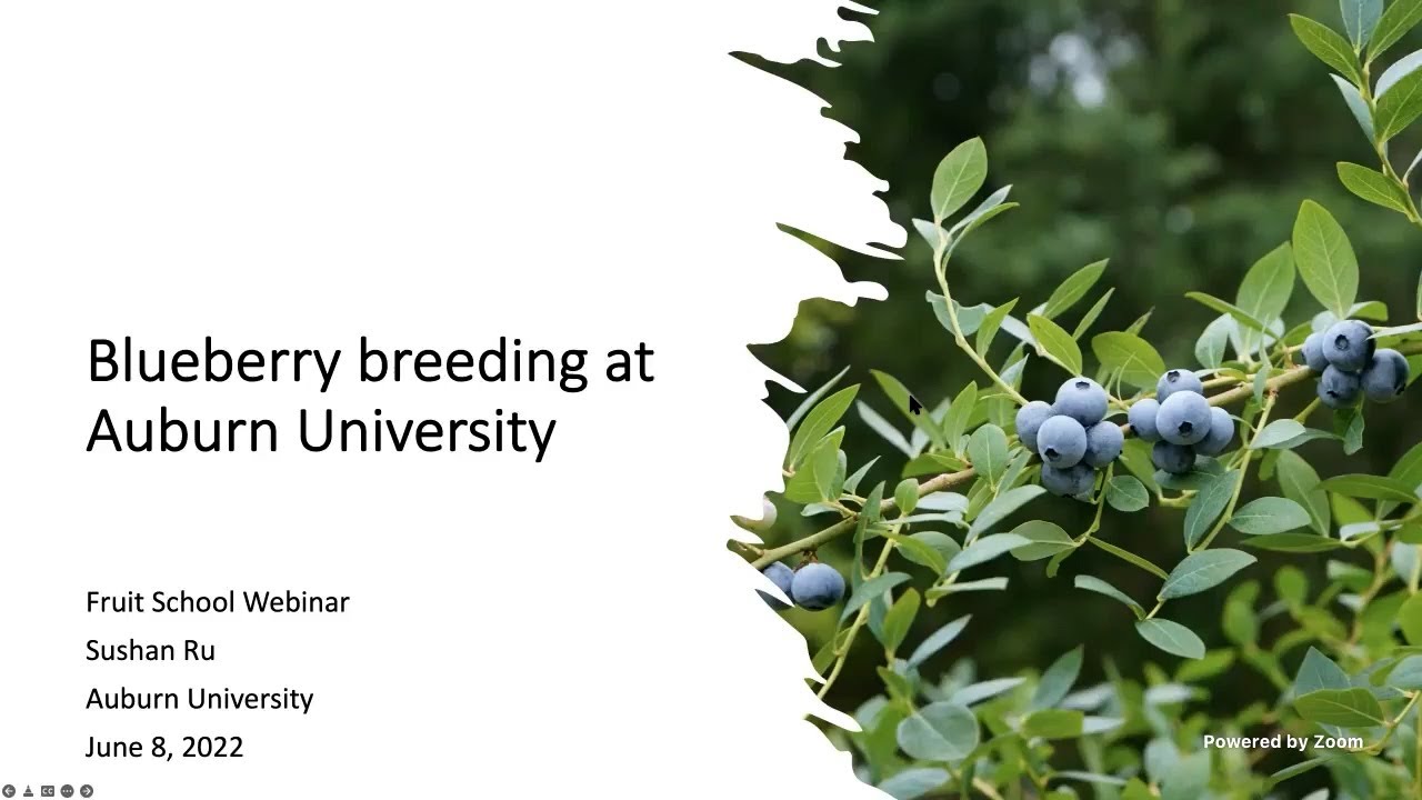 2022 Fruit School   Blueberry Breeding at Auburn University