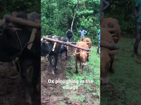 OX PLOUGHING IN THE VILLAGE #villagelife #bulondo #kenya #kenyanyoutuber #bgm #ploughing #village