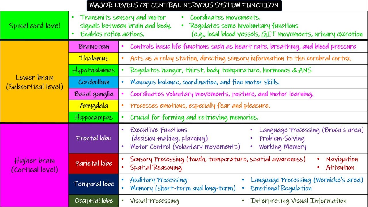 Physiological anatomy of brain. Chapter 46 part 1. Guyton and Hall Physiology.