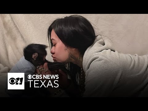 Viral spider monkey "JorgieBoy" returned to North Texas influencer after month-long ordeal