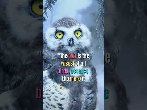 Owl Wisdom