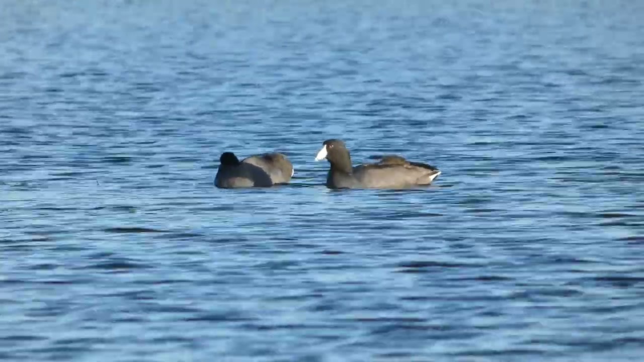 American Coot (Fulica Americana)