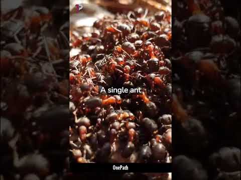 Ants in Quraan