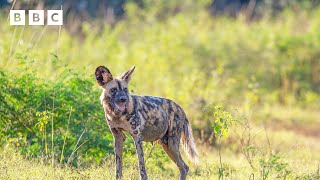 BBC Meet Flint: The three-legged wild dog ️ | Kingdom – BBC Commercial ...