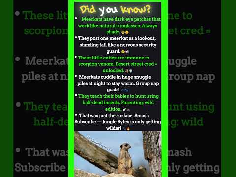 Hilarious meerkat Facts You’ve Never Heard! #didyouknow #animalfacts #junglebytes #meerkat