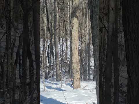January 24, 2025 #sasquatch #bigfoot #Westvirginia #bigfootwitness