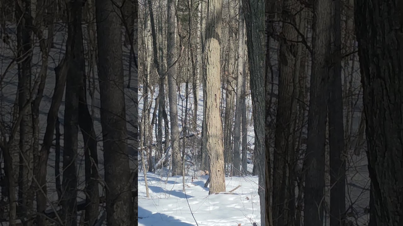 January 24, 2025 #sasquatch #bigfoot #Westvirginia #bigfootwitness