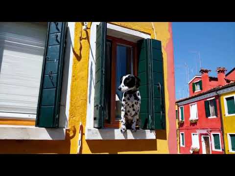 Dog In Italy - OpenAI Sora
