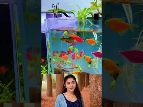 மீன் தொட்டி எப்படி manage பண்றன்னு தெரியுமா? #shorts #facts #interestingfacts #fish #tank