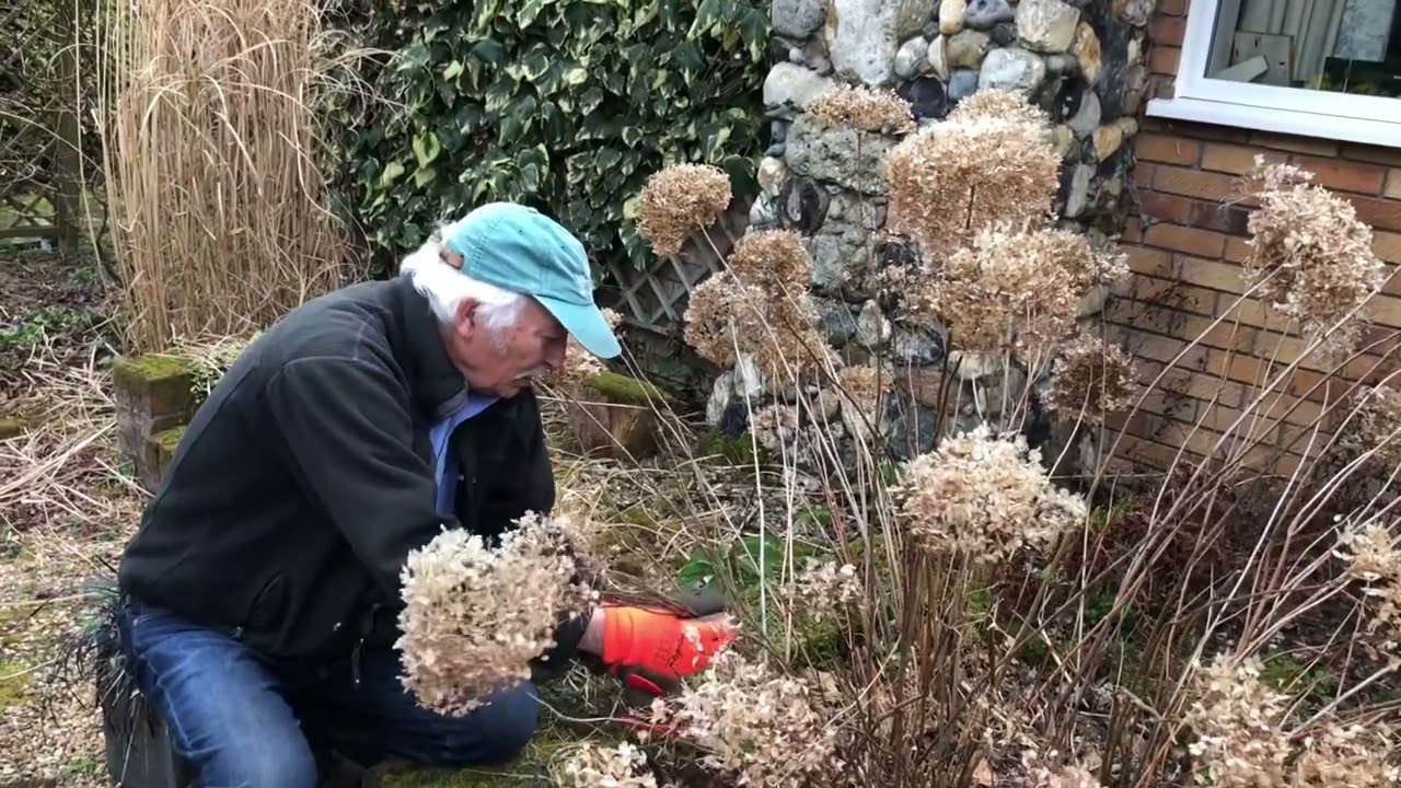 Pruning Hydrangea arborescens ‘Annabelle’ with Adrian Bloom