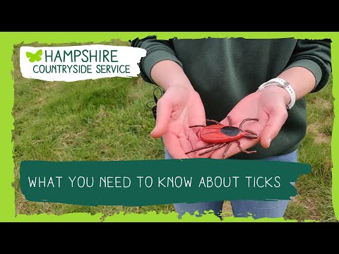 Ticks - what are they and how can you prevent them?