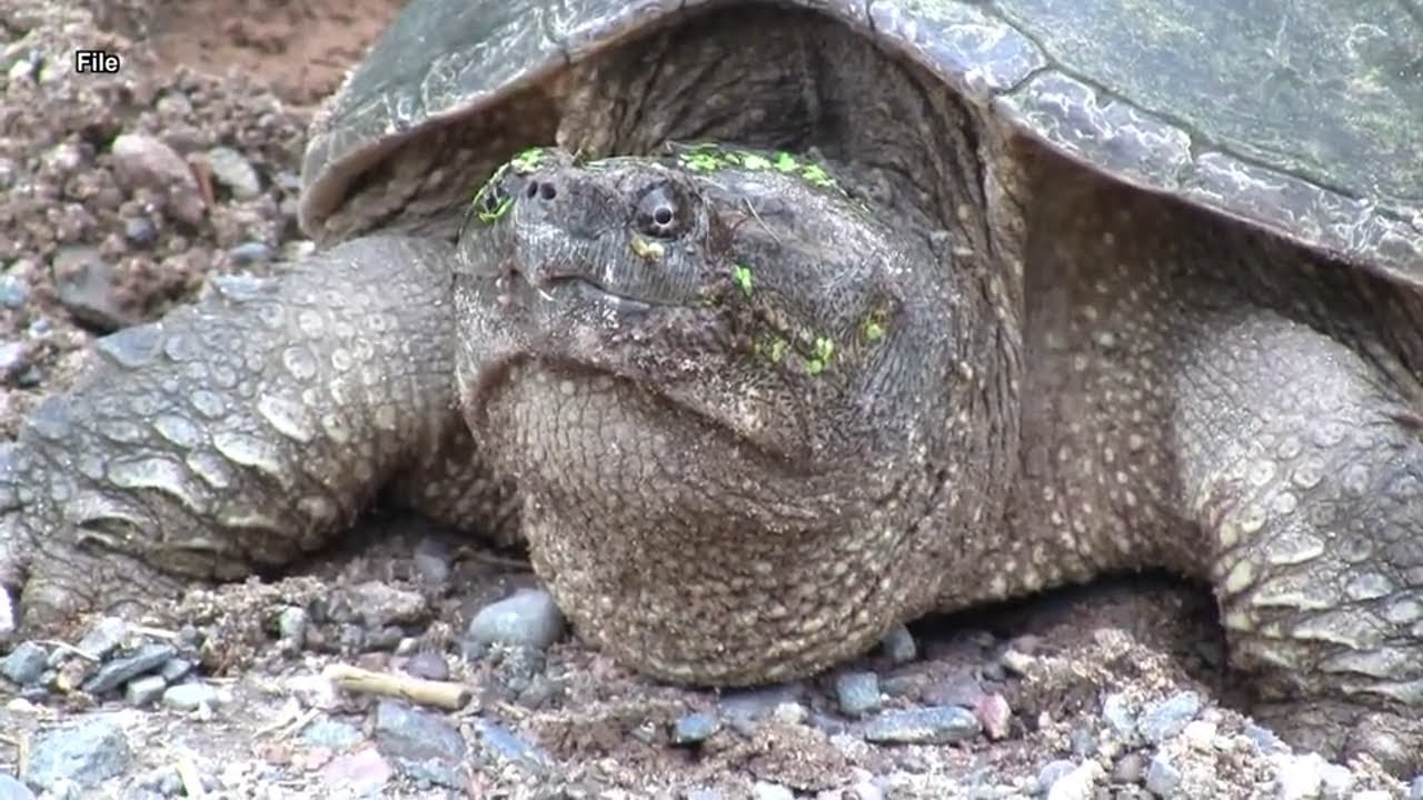 It's snapping turtle nesting season