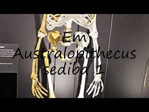 How to pronounce Em Australopithecus sediba 1 in Portuguese?