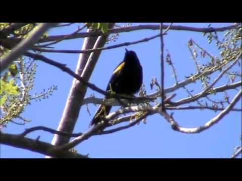 La Calandria de Puerto Rico | Biodiversidad de Puerto Rico