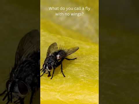 Dad joke - What do you call a fly with no wings. #jokes#baddadjokes #funny